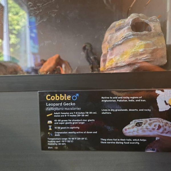 Custom Corn Snake Decal, Personalized Snake Name Tag, Vinyl Sticker ...