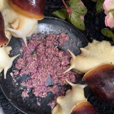 Giant African Land Snail Refresher Kit. Coir Substrate With Added ...