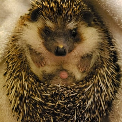 Lemon Vanilla Perfume Oil Natural Perfume Oil Roll on Lemon Cupcake ...