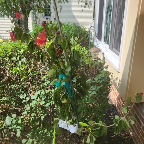 Powder Puff RED DWARF Flowering Shrub Plant Attracts Hummingbirds ...