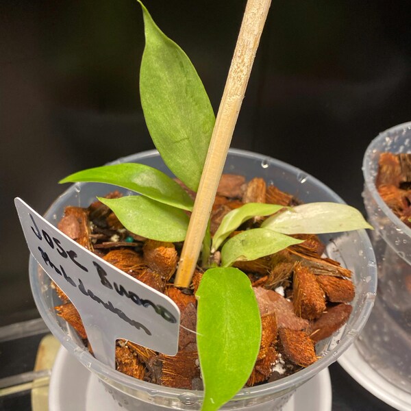Philodendron White Princess 2 Starter Plant ALL STARTER PLANTS Require ...