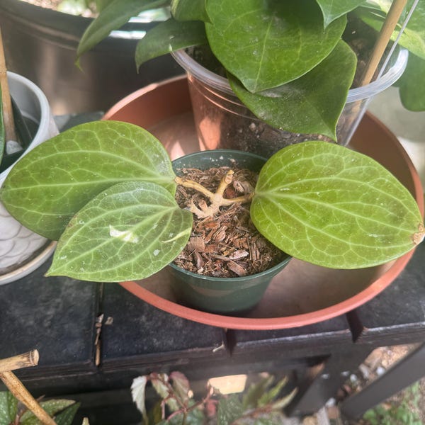 Hoya Panchoi in 4”pot - Rare Hoya - Wax Plant - Exact Plant - Beautiful ...