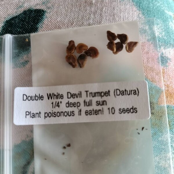 Double White Devil Trumpet Seeds - Etsy