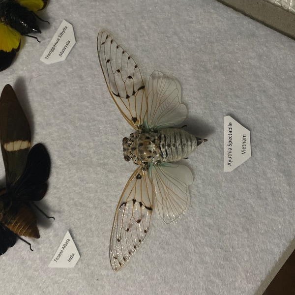 Real Unframed Taxidermy Spread Ayuthia Spectabilis White Ghost Cicada ...