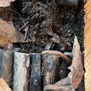 Natural Forest Mulch/humus organic Additive for Soils and Substrates - Etsy