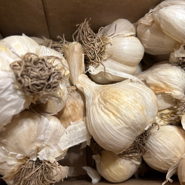 RODERIQUE FRENCH SHALLOT Sets Non-gmo Bulbs, Garden Seed Shallots Long ...