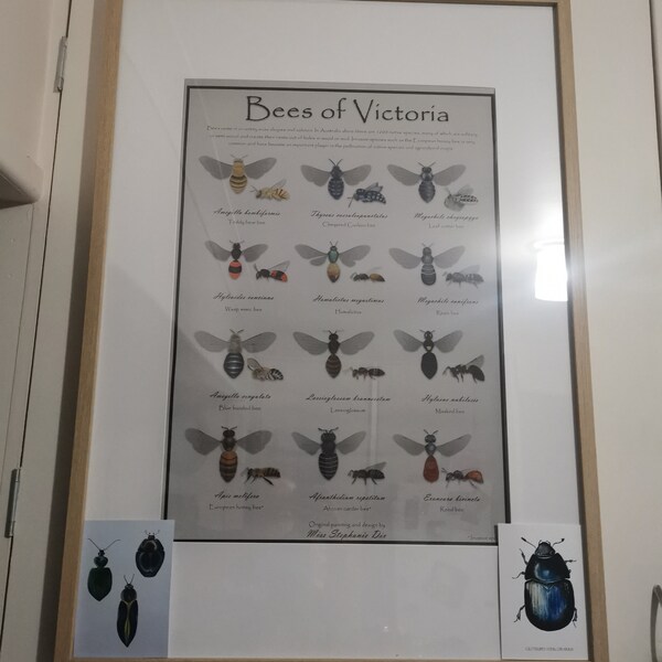 Bees of Victoria Identification Poster | Educational Species Guide ...