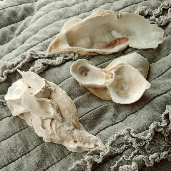 Cross Oyster Shell Art, Nautical Beach Themed Gifts, Tiny Canvas Art, Lowcountry Art, Ocean ...