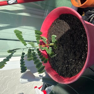 FRESH Kaffir Lime Leaves / Makrut Lime 1.5 Oz About 40-50 Leaves NON ...