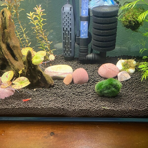 Rare Driftwood Roots W/ Embedded Stone 20in Long, Terrarium or Aquarium ...