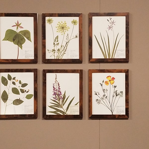 Queen Anne's Lace Print; Botanical Print Pressed Flower Art Kitchen ...