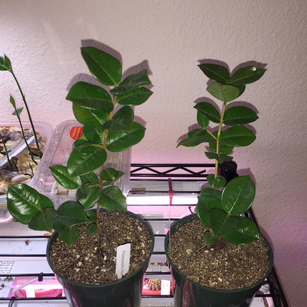 Pitangatuba Star Cherry, Eugenia Selloi, Rooted Plant Shipped in 3" Pot ...