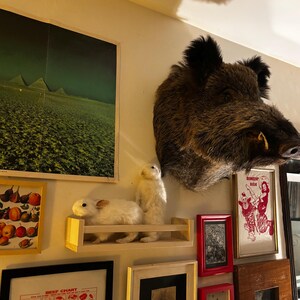 Pretty Taxidermy Conman Goldeneye Duck - Etsy