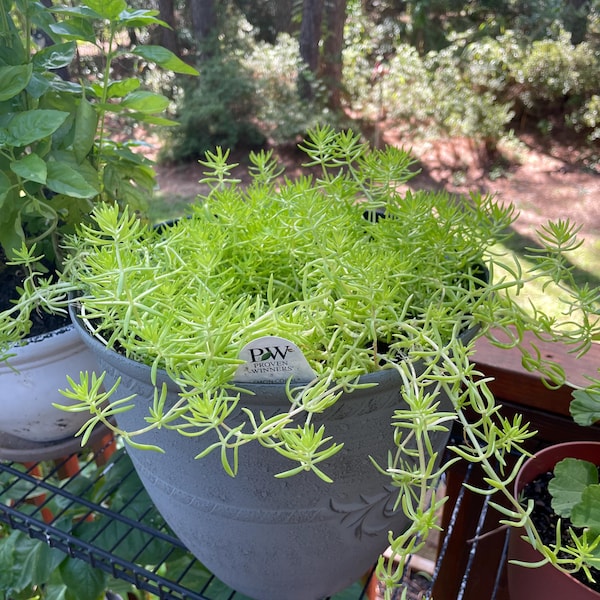 3” African Violets (asst. Colors) - Etsy