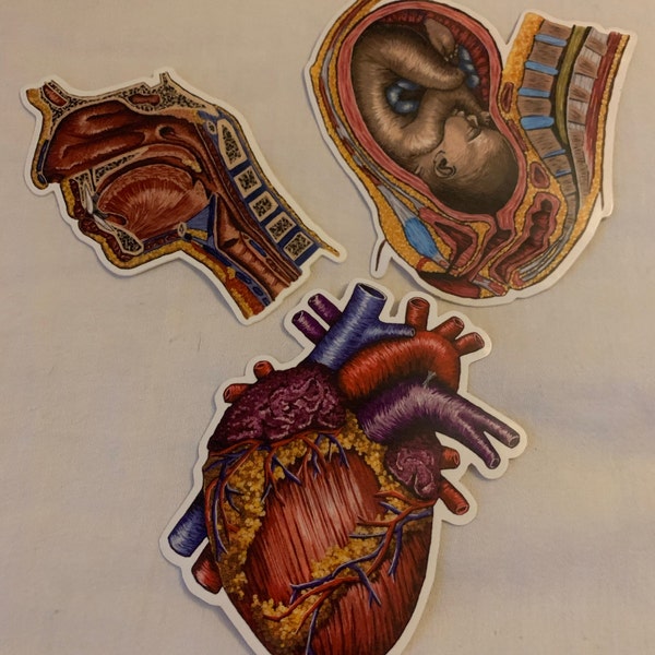 Anatomical Embroidery Art Print: Anterior Facial Anatomy - Etsy