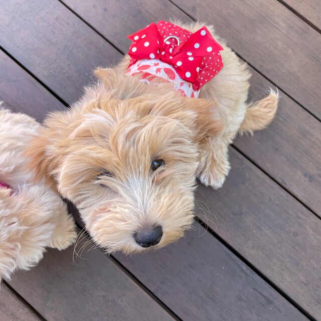 Welcome To Doogie Couture by DoogieCouture on Etsy