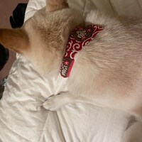 Velcro Dog Name Tag for Harness, Velcro Dog ID Tag, Custom ID for ...