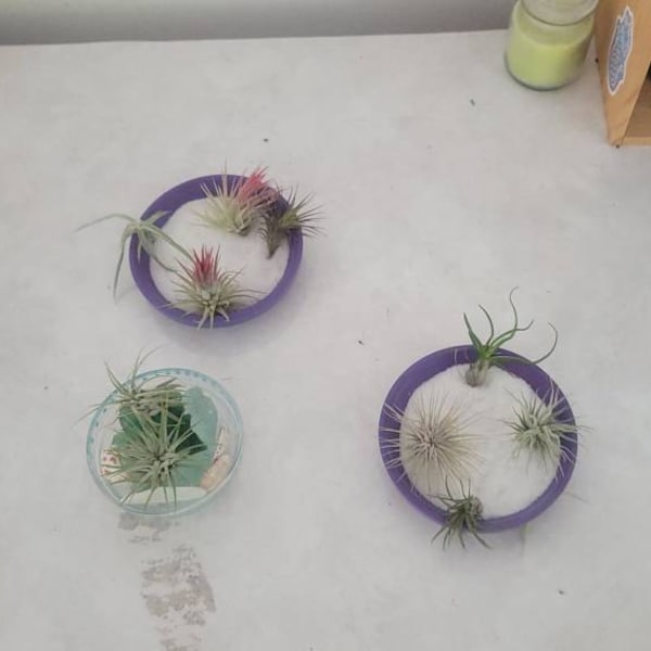 Air Plants Assorted Packs of 3, 8, or 12 – Ideal for Home, Office and ...