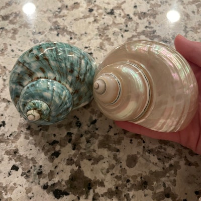 Dove Shells Dotted Tiny Shells 3/8 1/2 Inch 1/4 Cup - Etsy