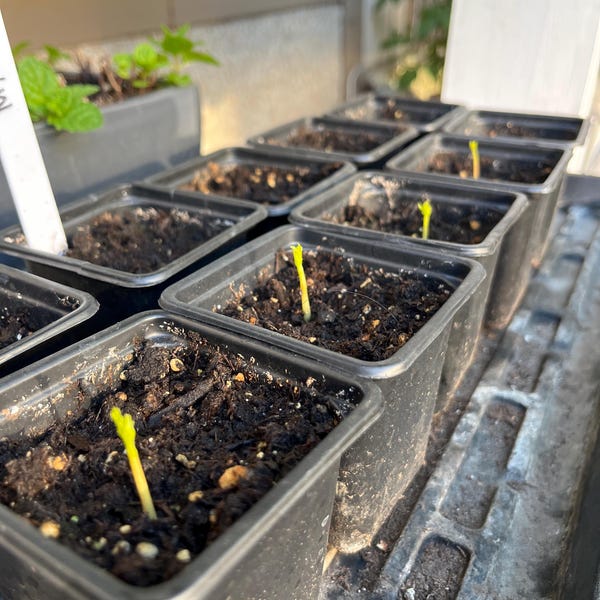 LARGE PACKAGE 300+ Seeds| Garlic Chive Seeds |asian Herb Organic | 韭菜 ...