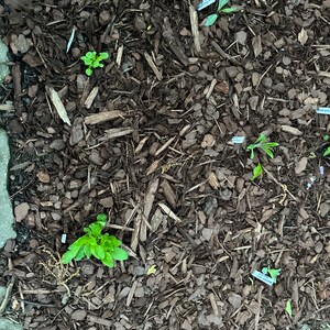 Prairie Ninebark physocarpus Opulifolius Starter Shrub - Etsy