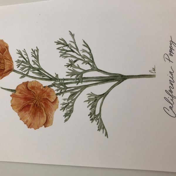 California Poppy Print - Flower Print, Botanical Print, California ...