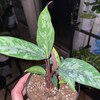 Apoballis Acuminatissimum Aka lavallei or red Sword Starter Plant ALL ...