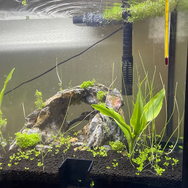 Floating House on Water, Fish Tank Decoration,aquarium Decorations ...