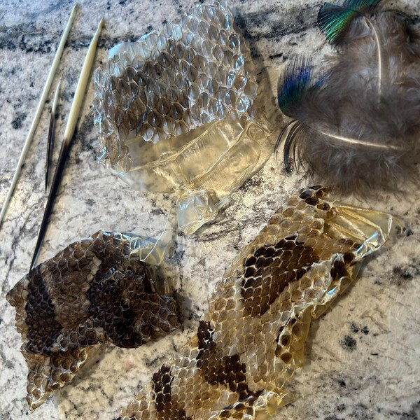 Copperhead Shed Skin - Etsy
