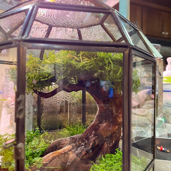 3.5 4 Mini Cuttlebone Cuttlefish Bone Cuttle Fish Bird Reptile Food ...