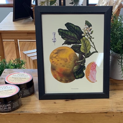 Grapefruit Art Print 32 Botanical Citrus Beautiful Large Citrus Flower ...