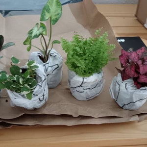 XL DIY Terrarium Kit Tall Ecosphere Jarrarium Kit Make Your Own ...