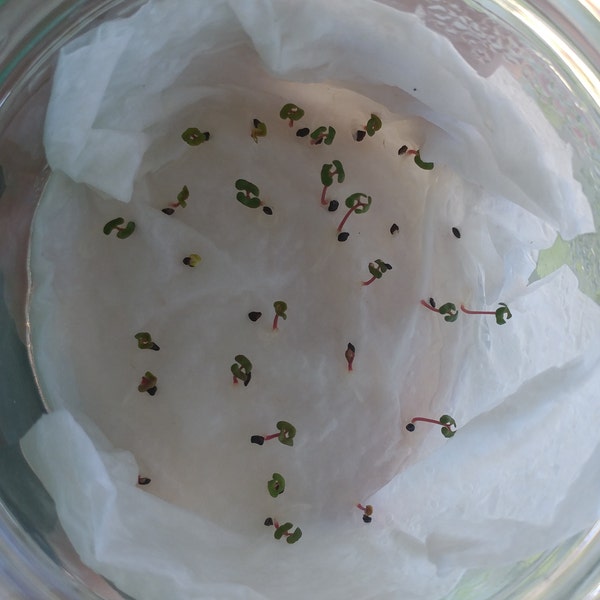 MPB#5 Eucalyptus Seeds Silver Dollar Tree Seeds 25 Thru 500 Bulk Seeds ...