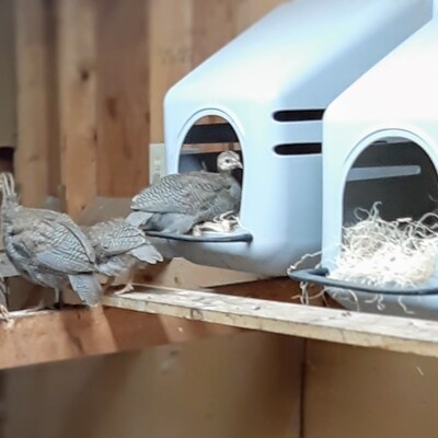 Excelsior Nesting Pads Bale of 40 Individual Pads Biodegradable Each ...