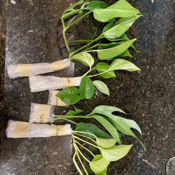Pothos Cuttings Golden, Jade, Manjula, Marble Queen, N'joy, Pearls and ...