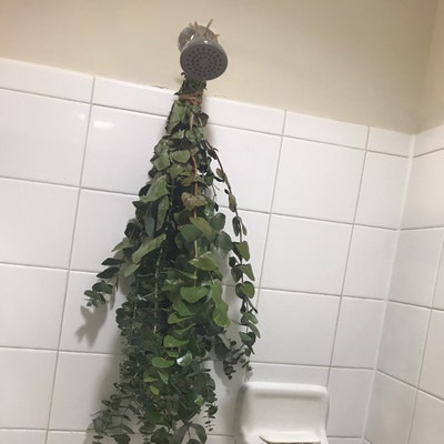 Fresh Neem Leaves High Quality ALL NATURAL Organic Florida Grown - Etsy