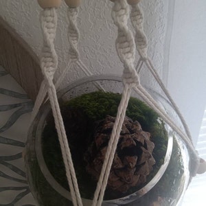 Princess Pine Tree Clubmoss Plants for Fairy Garden, Terrarium, Garden ...