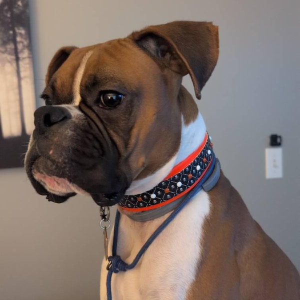 Wide Spiked Skull Collar, Custom Waterproof Biothane, Gothic Crossbones ...