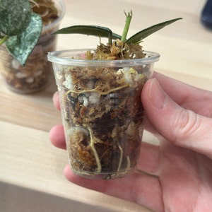 Hoya Biakensis Hoya Sp. Biak Island Rooted & Growing RARE Unique Hoya ...