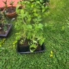 Supernova Tomato Seedling - Grape Tomato Plant - Pre-order Spring 2025 ...