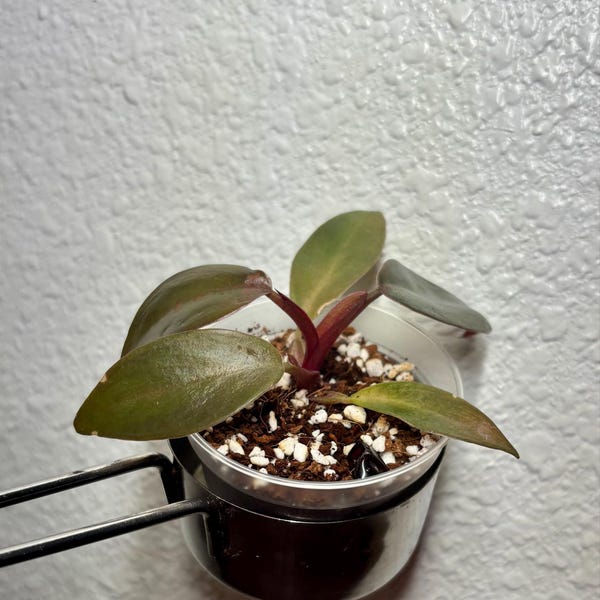 Mini Monstera Plant Rhaphidophora Tetrasperma Swiss Cheese Plant Split ...