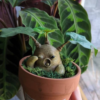 Mandrake With Pot Hand Painted - Etsy
