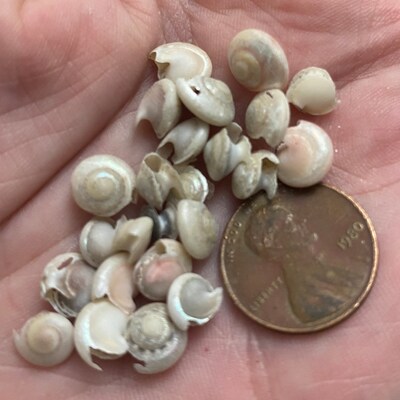 Calico Atlantic Scallop Seashells Argopecten Gibbus 10 Shells Approx. 2 ...