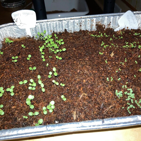 Chewing Tobacco Seed Pack 3 Varieties for Chew & Dip 3,000 Seeds - Etsy