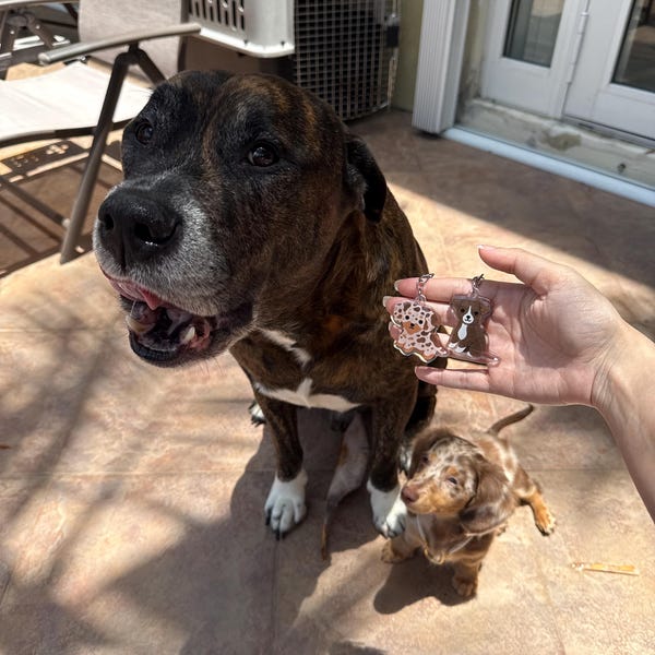 Orange Scaber Isopod Roly Poly Waterproof Die Cut Sticker | Kawaii ...