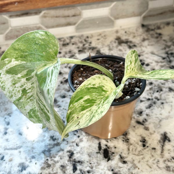 Snow Queen Pothos Single Starter Plant in a 1.5" Pot - Epipremnum ...