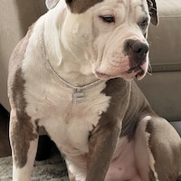 Iced Out Cuban Link Dog Chain, Custom Dog Chain, Handmade Dog Collar ...