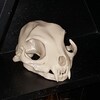 Domestic Cat Skull • Replica Animal Skull • 3D Printed - Etsy