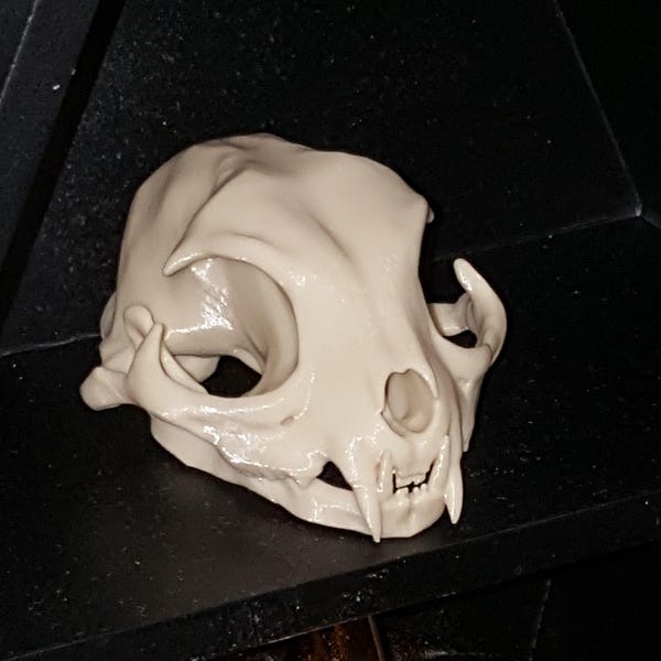 Domestic Cat Skull • Replica Animal Skull • 3D Printed - Etsy