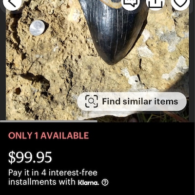 Archaeopteryx in Matrix the berlin Specimen - Etsy